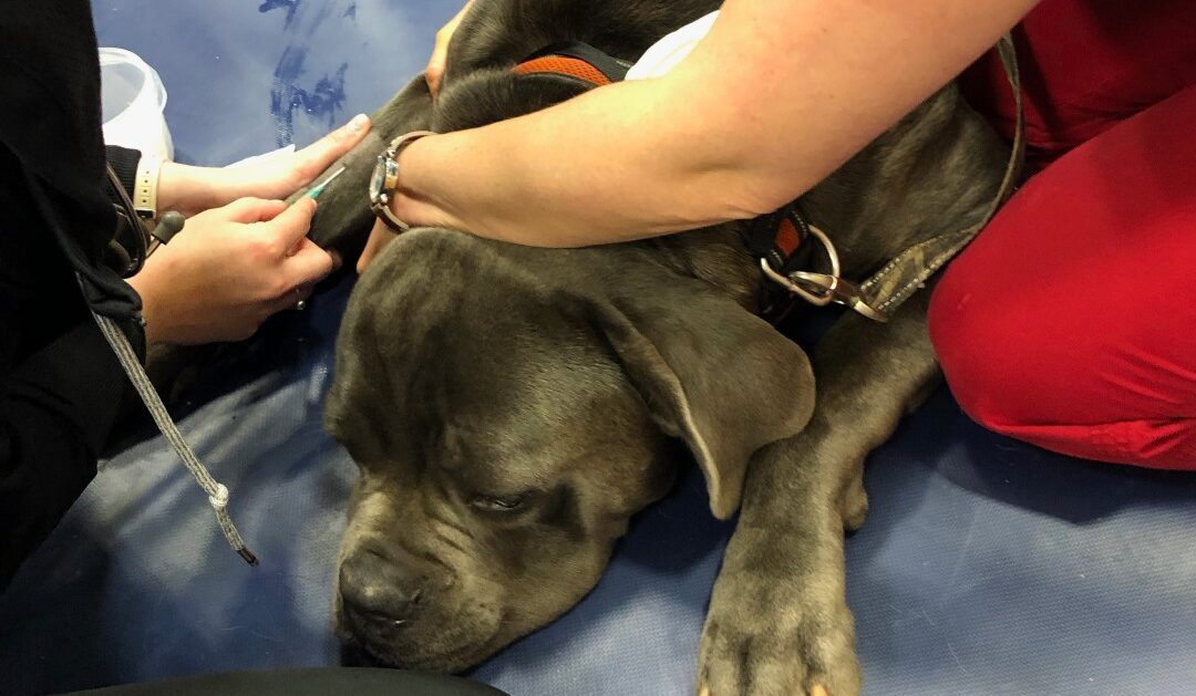 How Bella Coola Locals And Flying Veterinarians Teamed Up To Help 140 ...