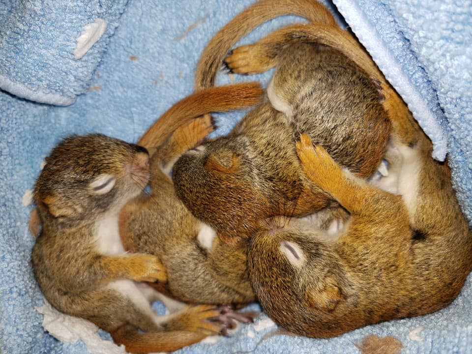 Check Out This Adorable Scurry of Squirrels Saved by Metchosin’s ...