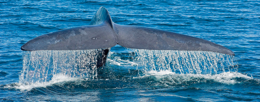 Groundbreaking Research Shows How Whales Help Reduce Atmospheric Carbon ...