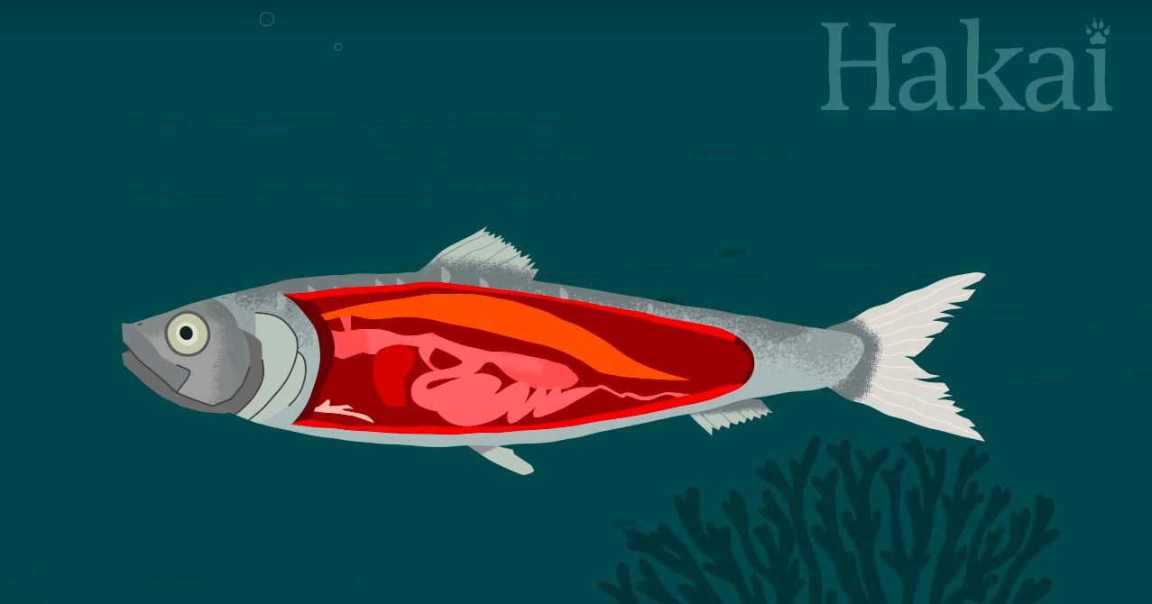 The Fascinating Science Behind Fish Farts Explained in New BC Video ...