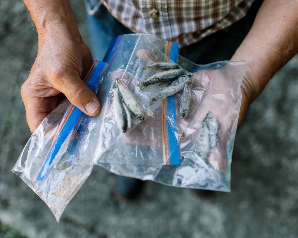 The Mystery of Massive Fish Die-Off in Cowichan River Now Has an ...