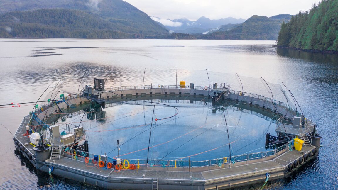 North Atlantic Cod Fishery Reopening: Community Fishers Feel Betrayed ...