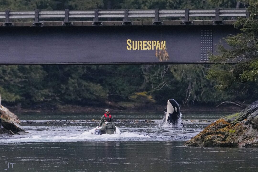 Brave Little Hunter’s Whereabouts is Unknown – And That’s Good News ...