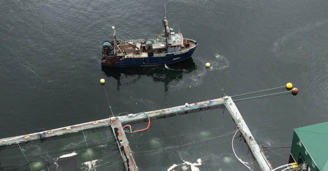 Suspicious Discharge Connected to Mass Die-Off at Nootka Sound Fish ...